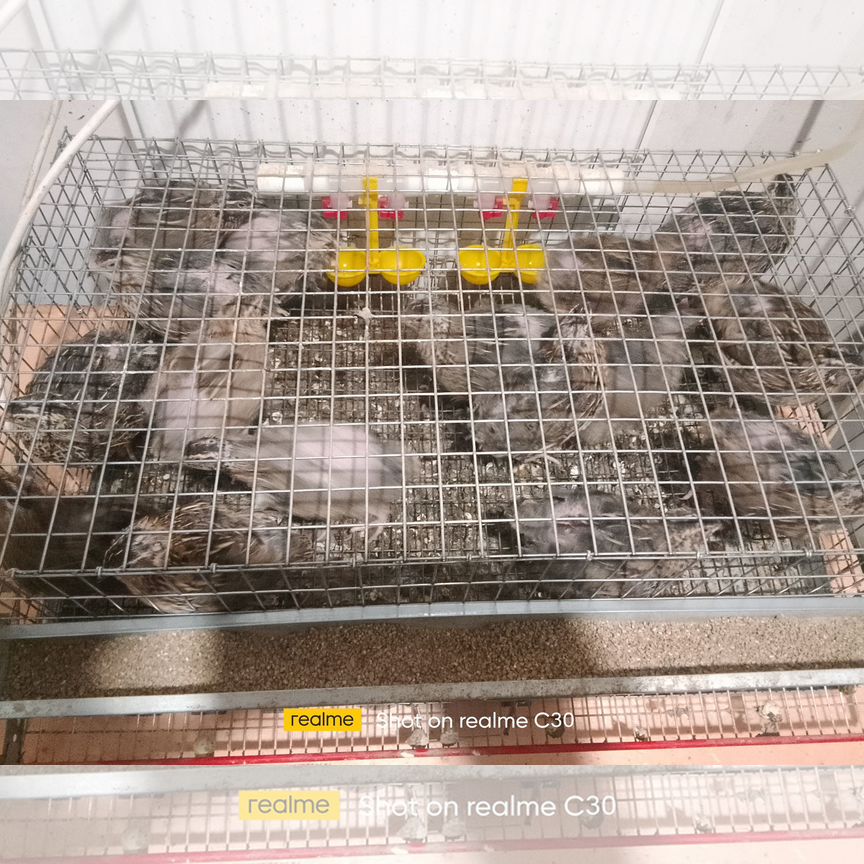 Отдам перепелов