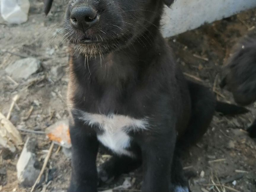 Щенки в добрые руки