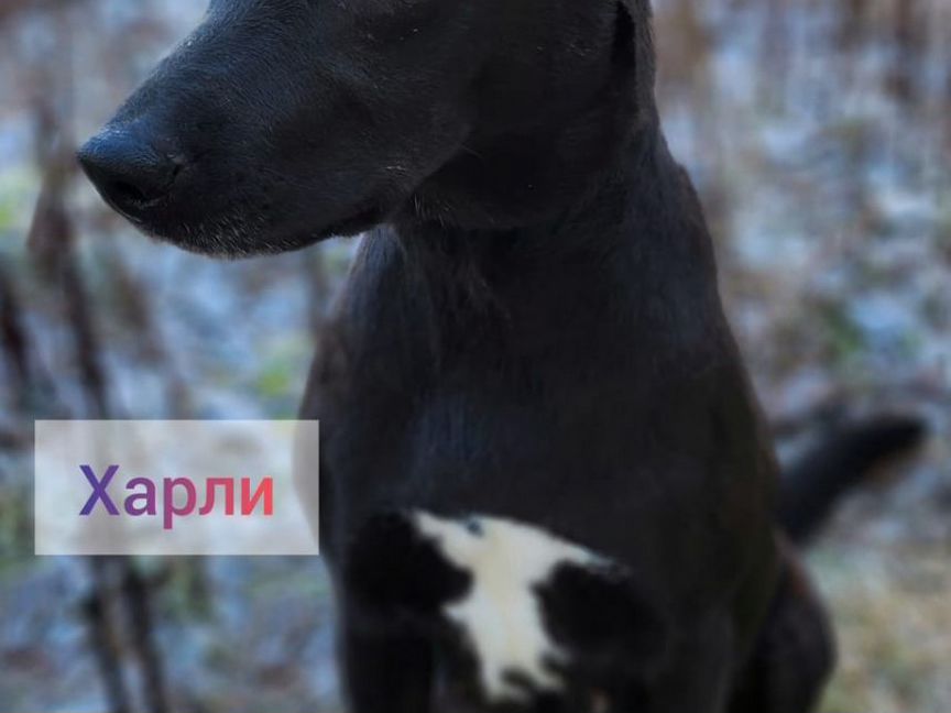 Собака в добрые руки