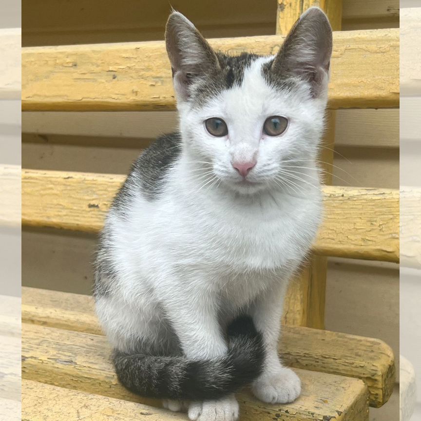 Кошки