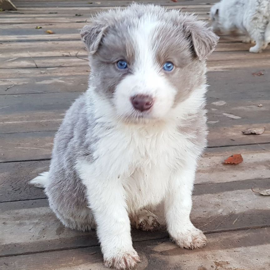 Щенки бордер колли