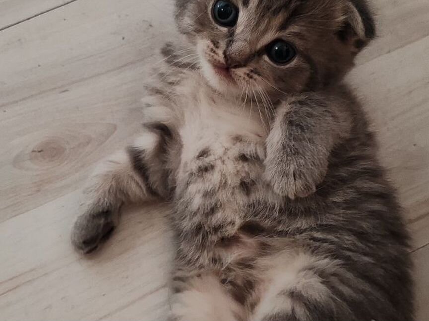 Шотландские котята
