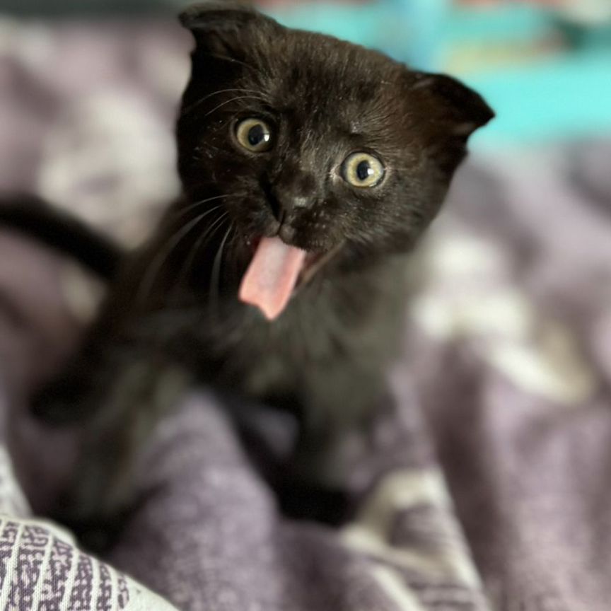 Шотландский вислоухий длинношёрстный котёнок