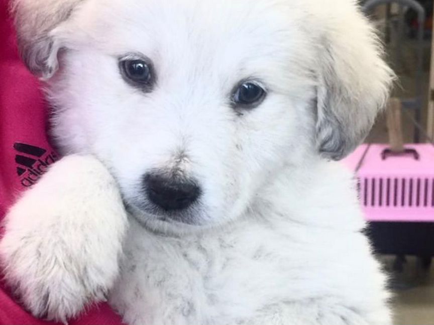 Необыкновенный белый щенок-мальчишка в добрые руки