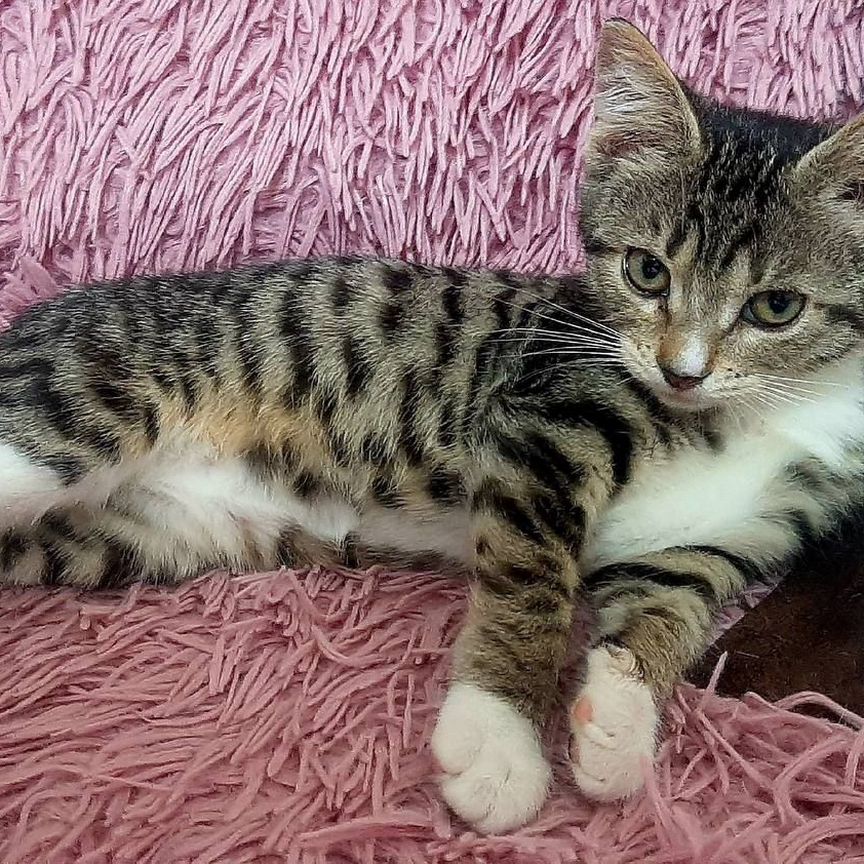 Котенок