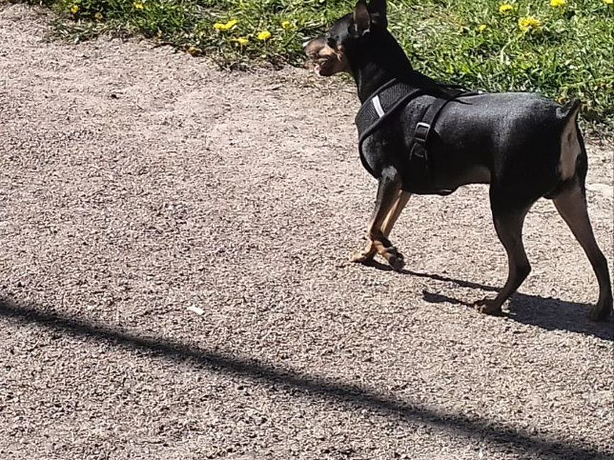 Вязка цвергпинчер