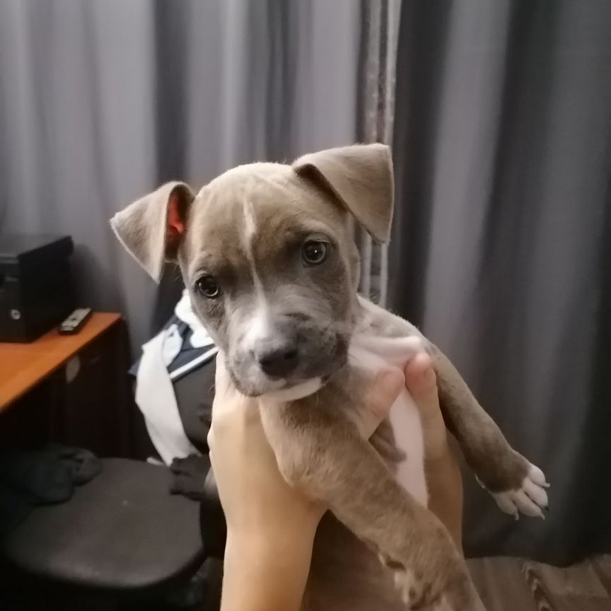 Стаффордширский терьер