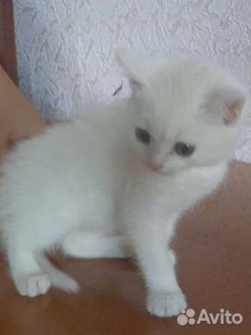 Котёнок даром в хорошие руки