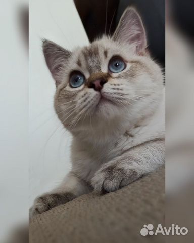Кошки