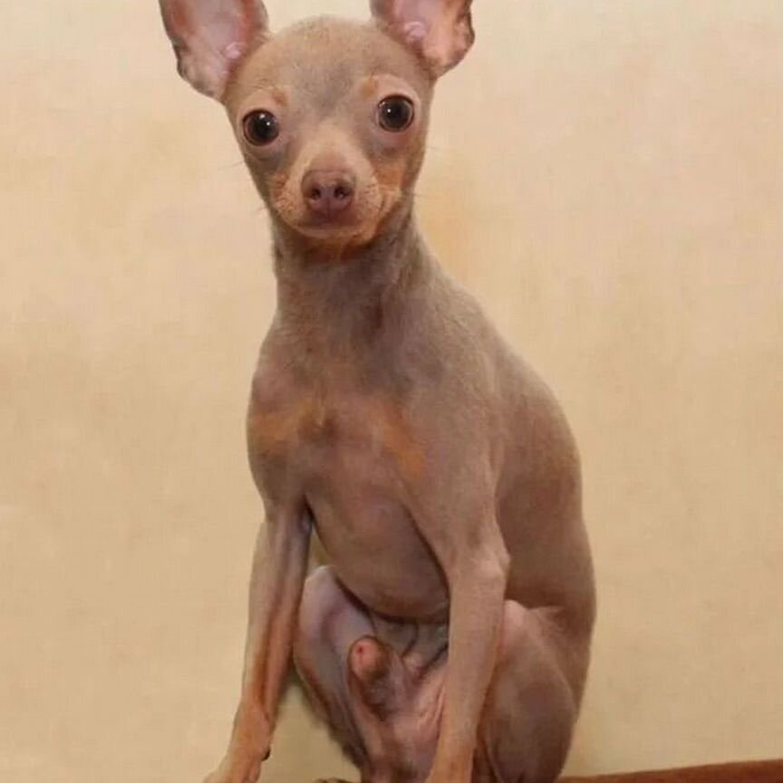 Русский той-терьер, взрослый пёс