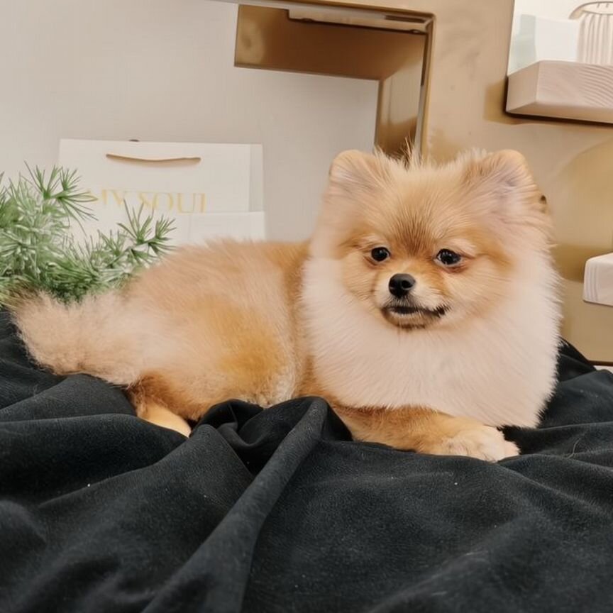 Померанский шпиц, щенок