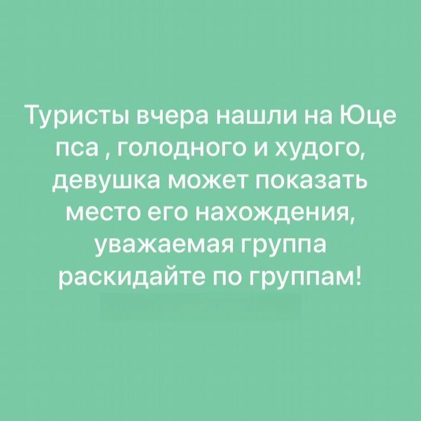 Ждёт хозяина собака кто ищет