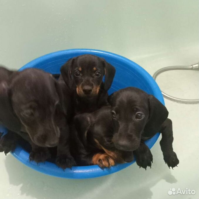 Щенки мини таксы