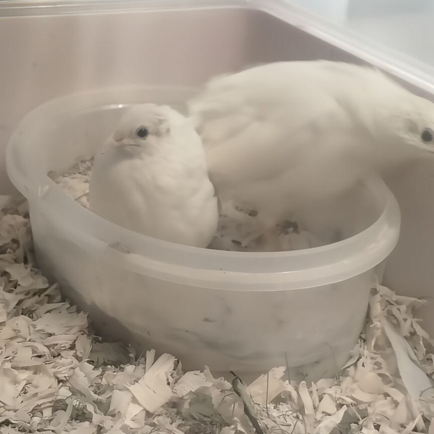 Китайский расписной перепел