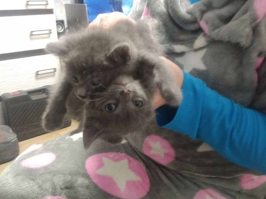 Русская голубая 1.5 мес. Котята