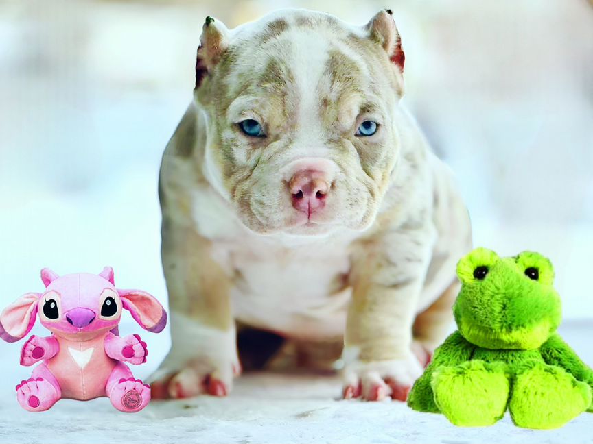 Американский булли - Король мерле