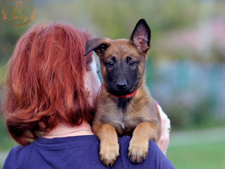 Щенок малинуа 2,5 мес