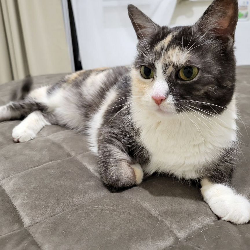 Отдам кошку в добрые руки