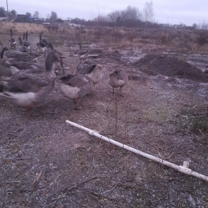 Продам гусей