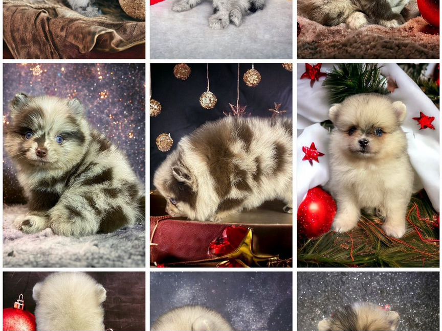 Померанский шпиц мини,микро с документами