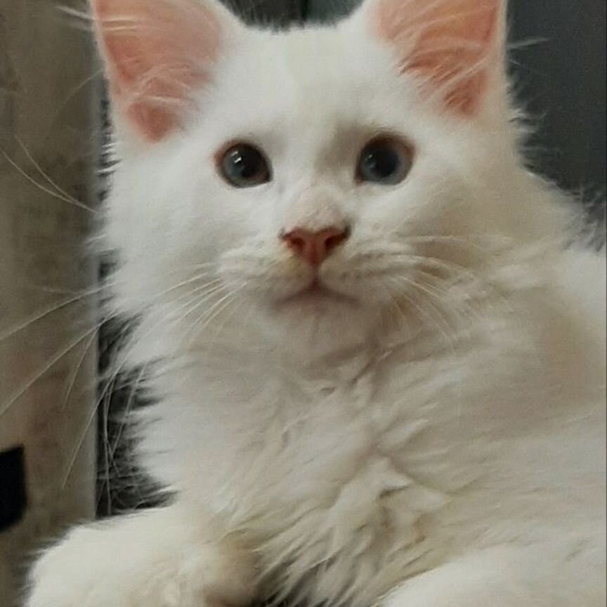 Котята мейн-кун