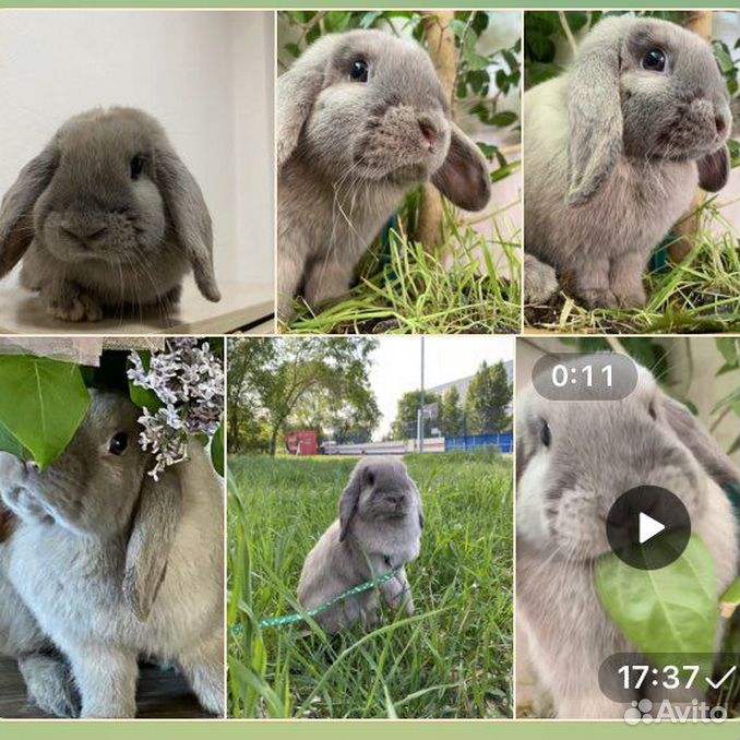 Декоративные кролики mini-lup