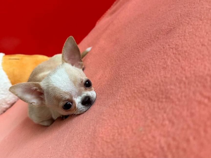 Чихуахуа девочки Бейби Фейс супер мини