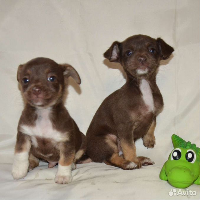 Чихотойчики