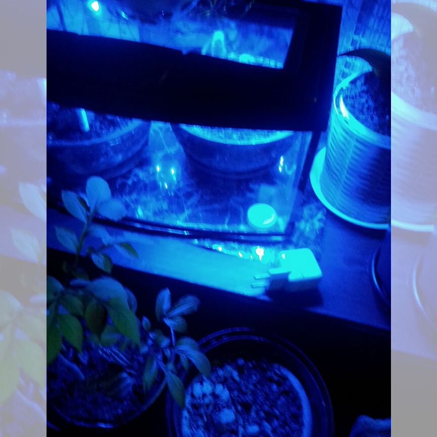 Продам аквариум- террариум