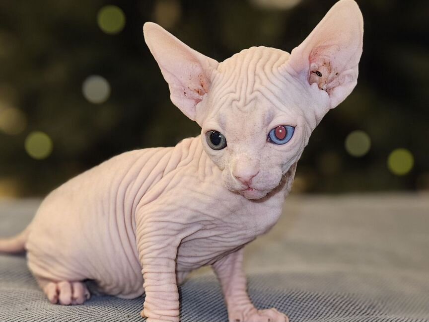 Канадский сфинкс