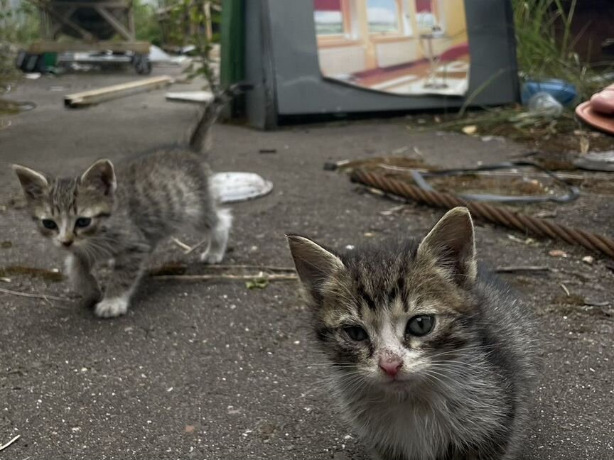 Котята-сиротки ищут дом