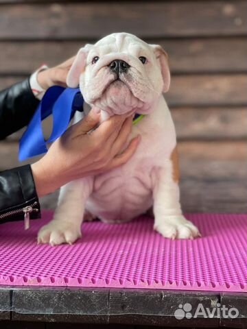 Мальчик Английский бульдог