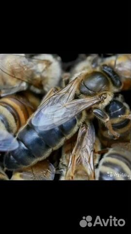 Пчеломатки