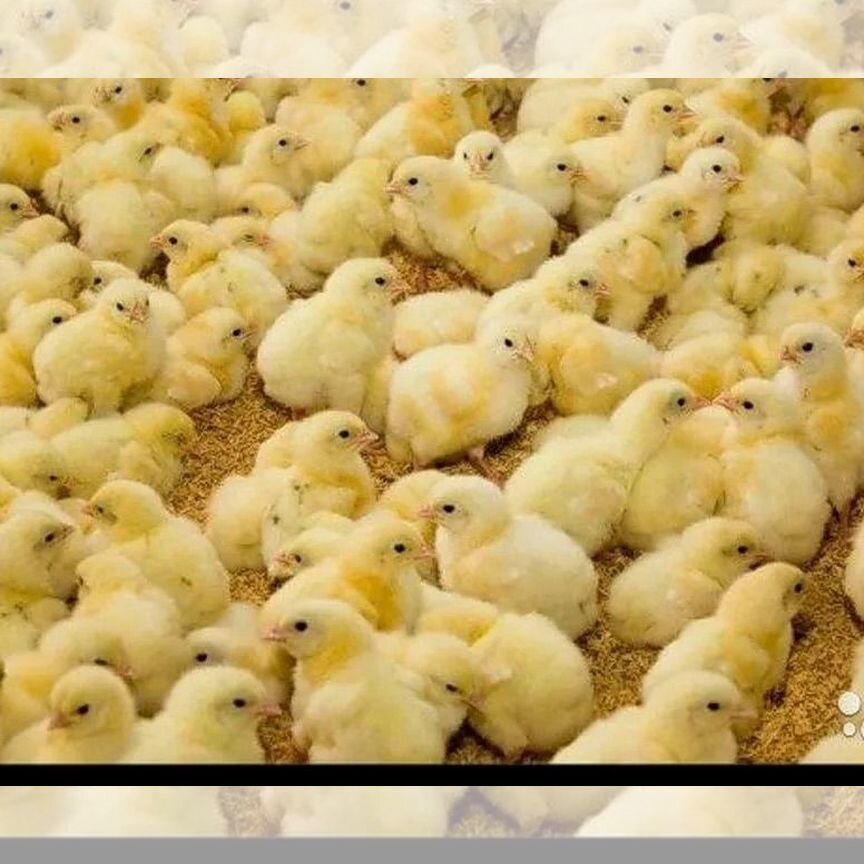 Цыплята бройлеры кобб 500