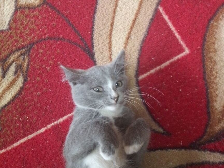 Русская голубая