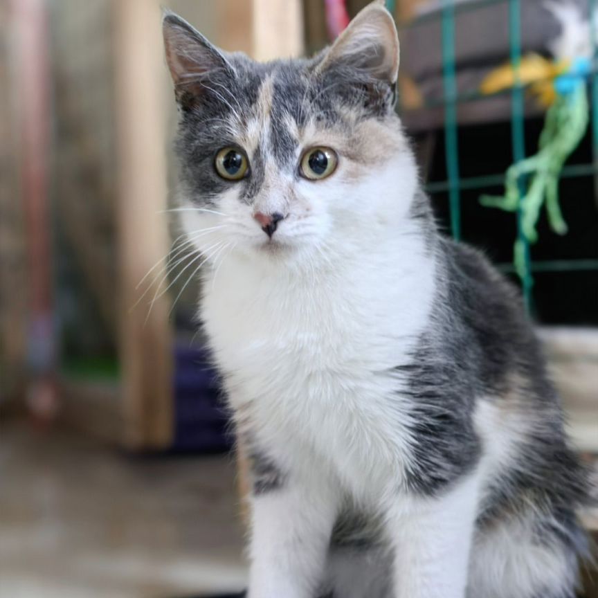 Котенок, кошечка Пудра