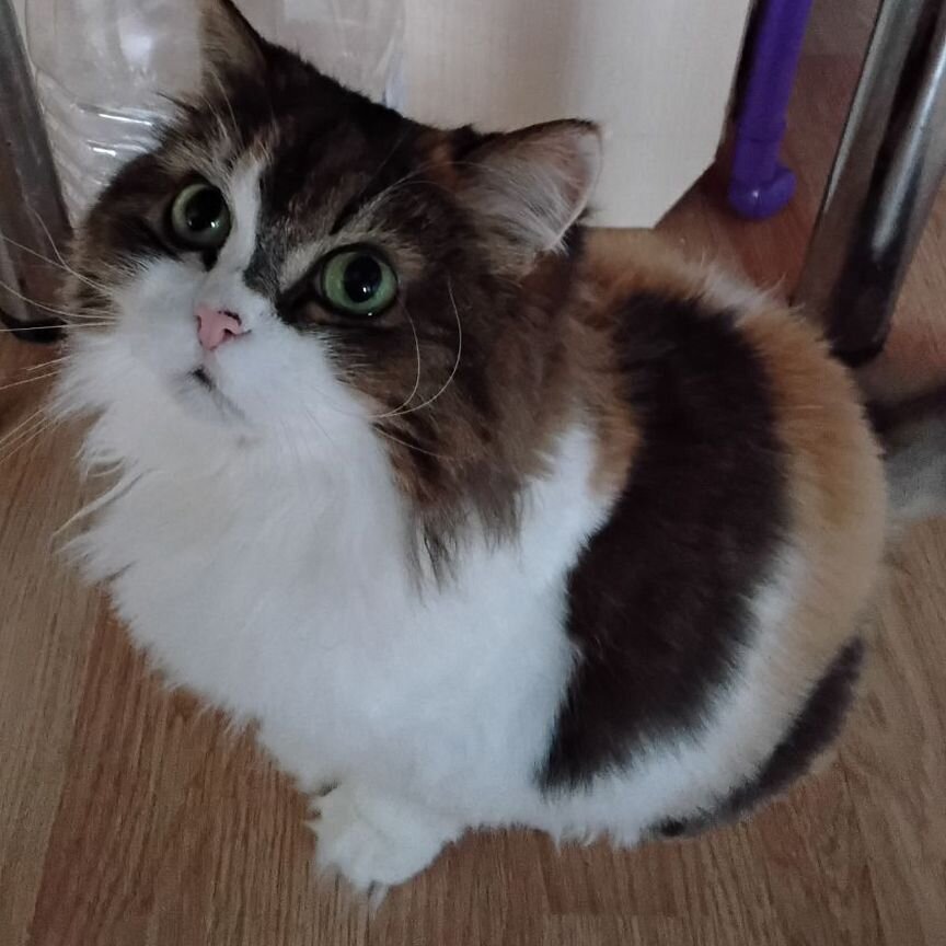 Шотландская прямоухая длинношёрстная, взрослая кошка