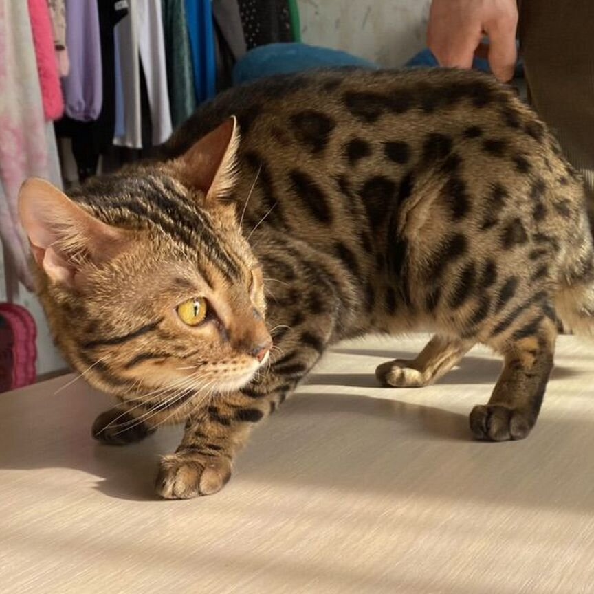 Бенгальская