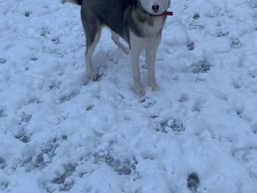 Собака в добрые руки