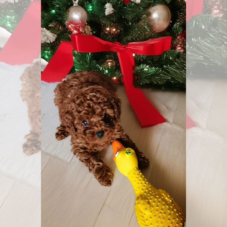 Той-пудель, щенок