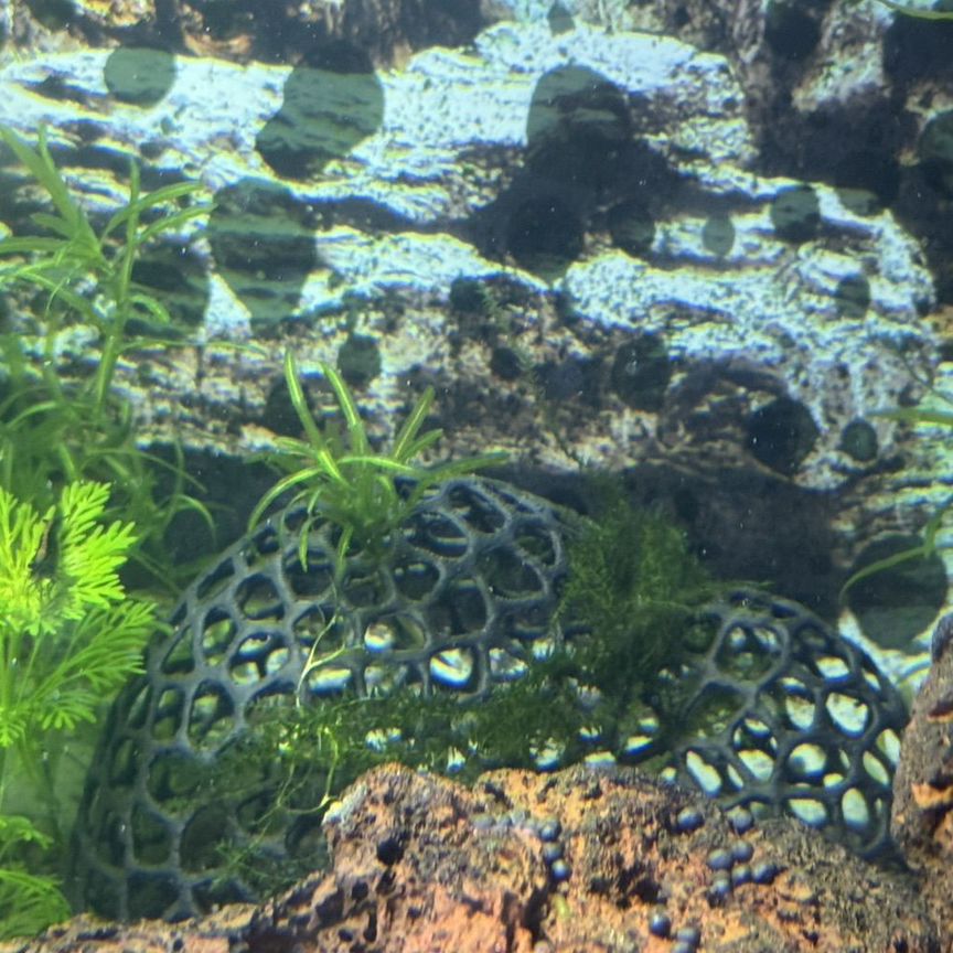 Укрытие для креветок и мальков