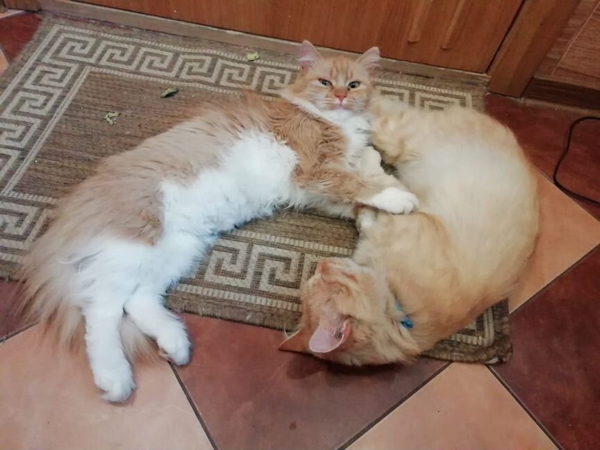 Рыжие кот и кошечка - в хорошие руки