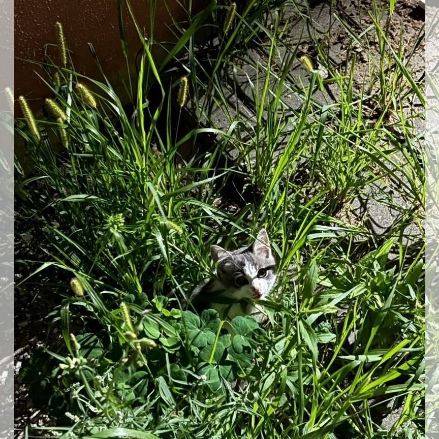 Котенок