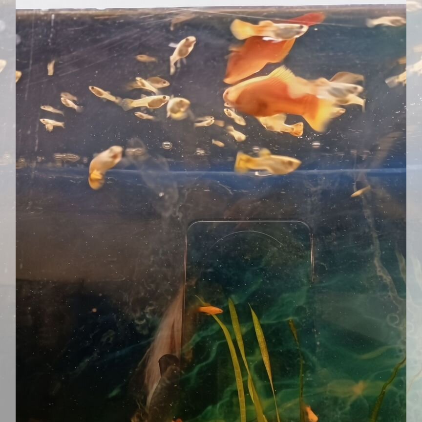 Мальки пицилии, меченосцев, гуппи