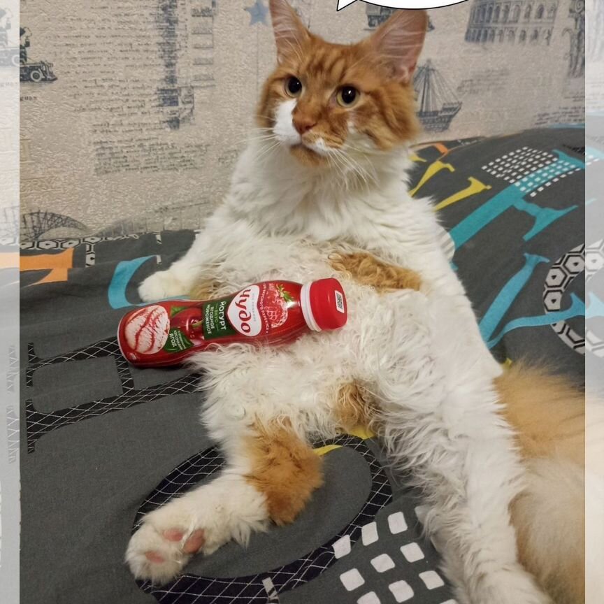 Котик ищет дом