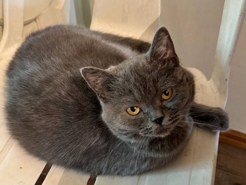 Кошка