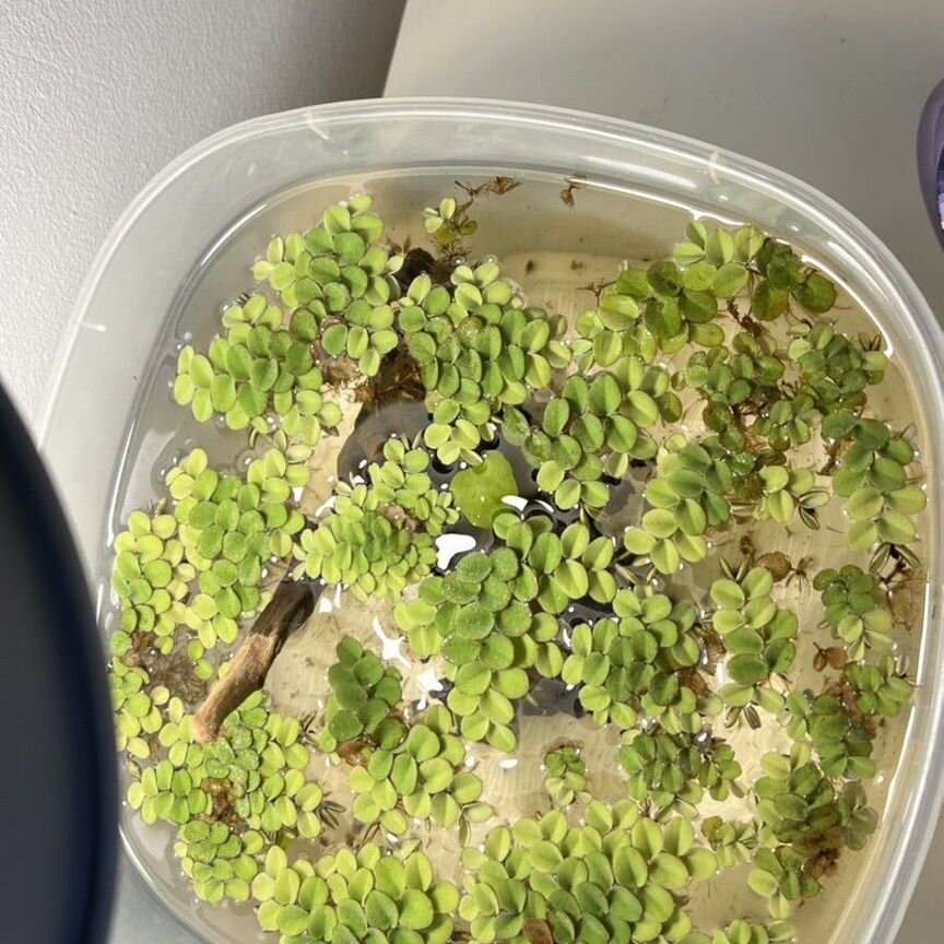 Филланиус плавающий