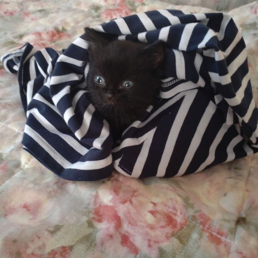 Котенок совсем крошка