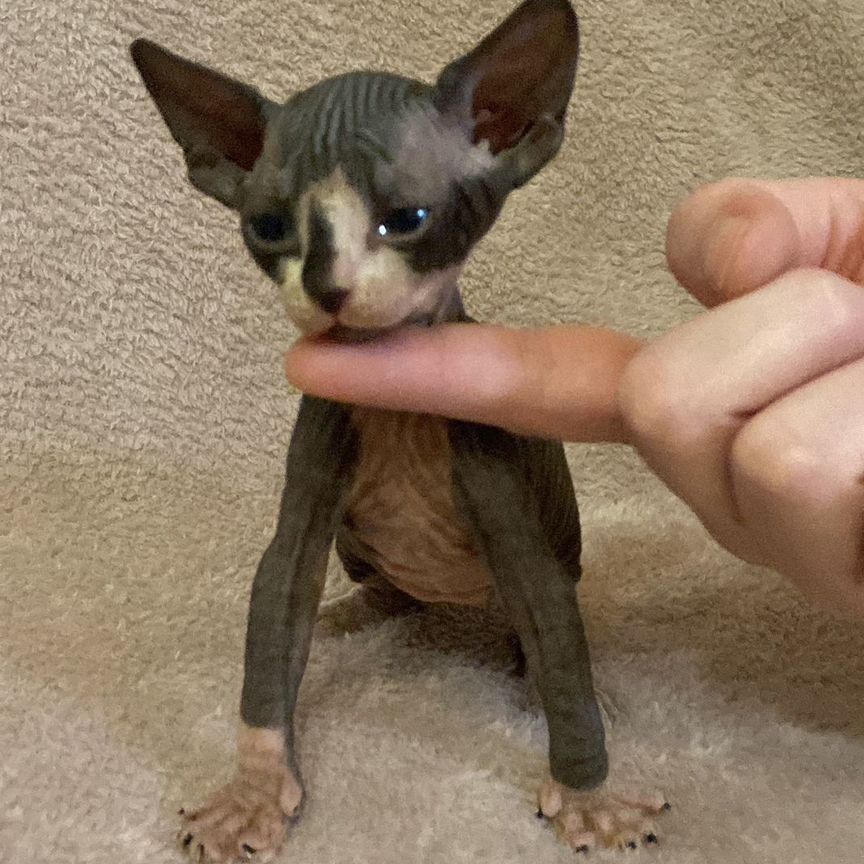 Канадский сфинкс котёнок