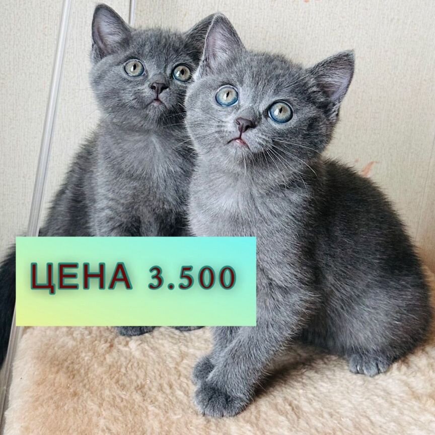 Котята русская голубая